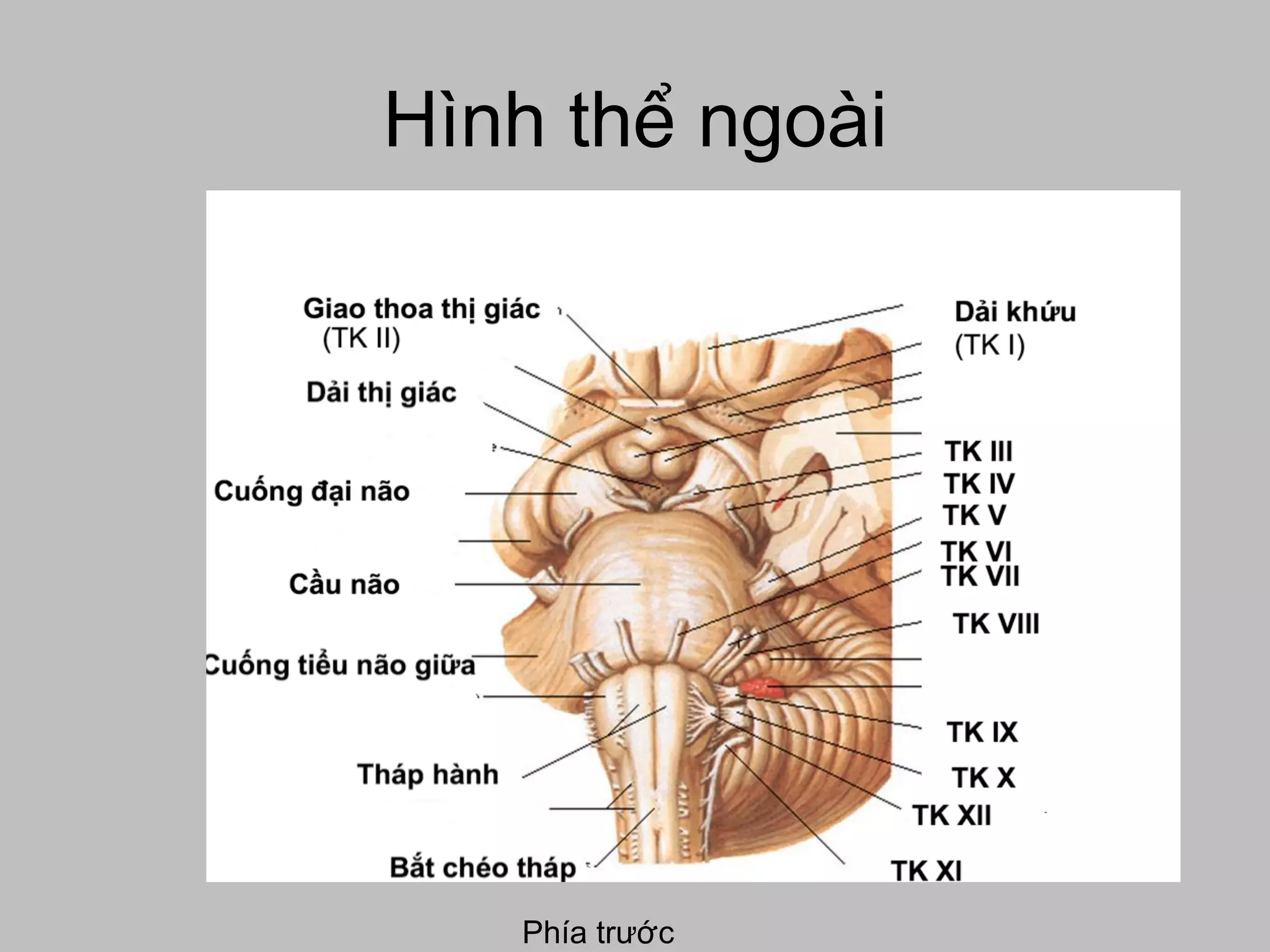 Giải phẫu Hệ Thần Kinh - UMP - VNU | PDF