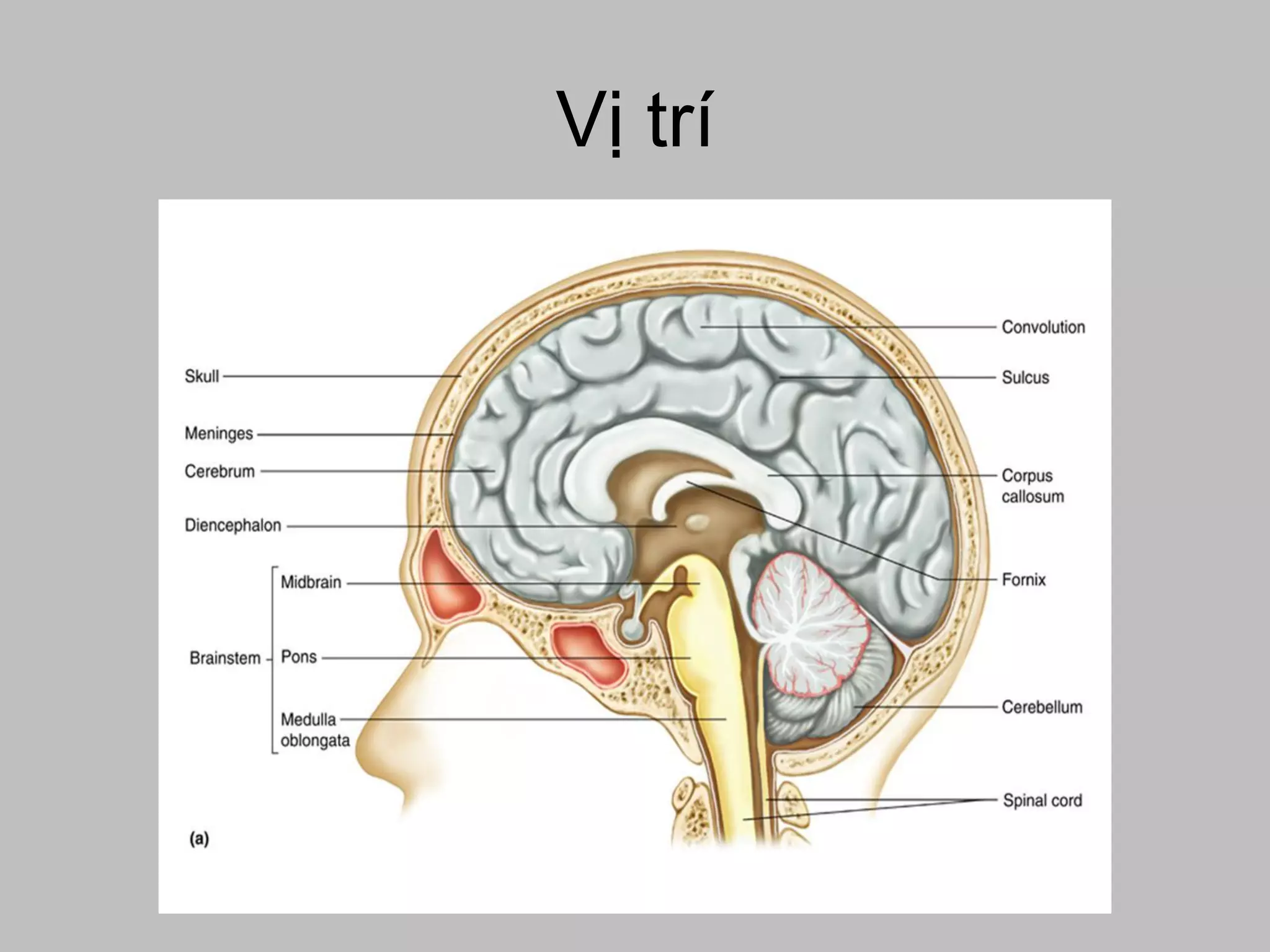 Giải phẫu Hệ Thần Kinh - UMP - VNU | PDF