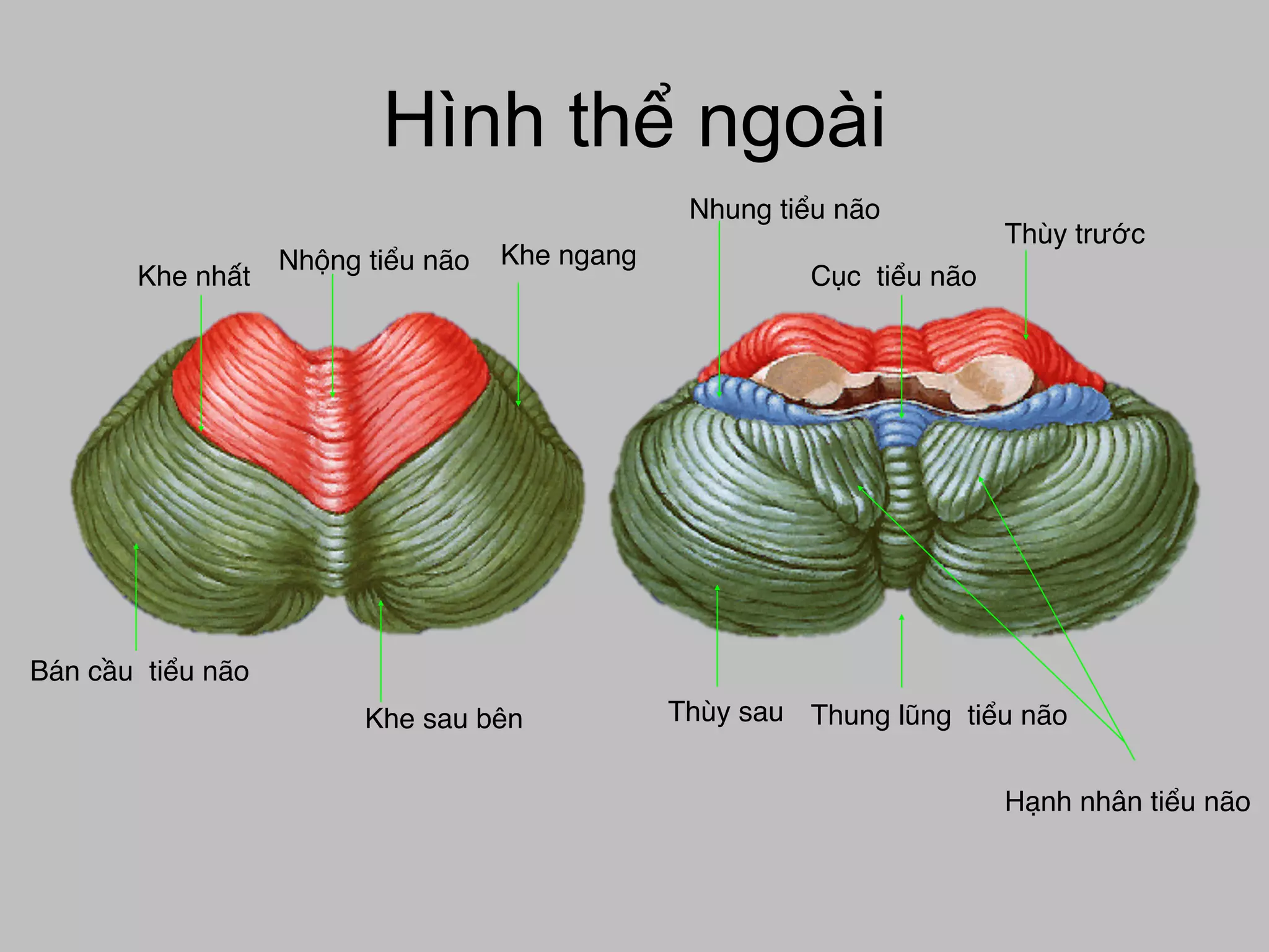 Giải phẫu Hệ Thần Kinh - UMP - VNU | PDF