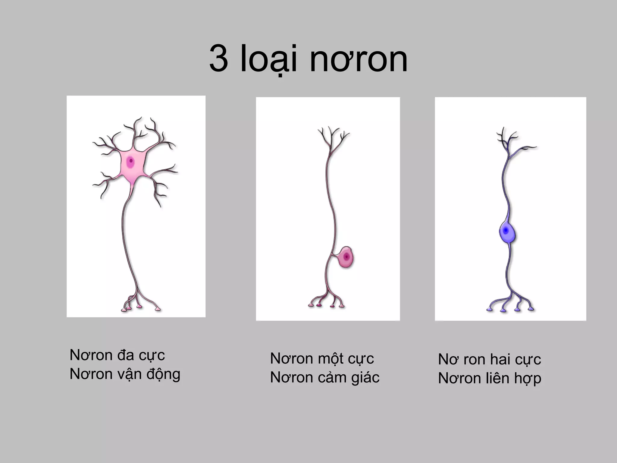 Giải phẫu Hệ Thần Kinh - UMP - VNU | PDF