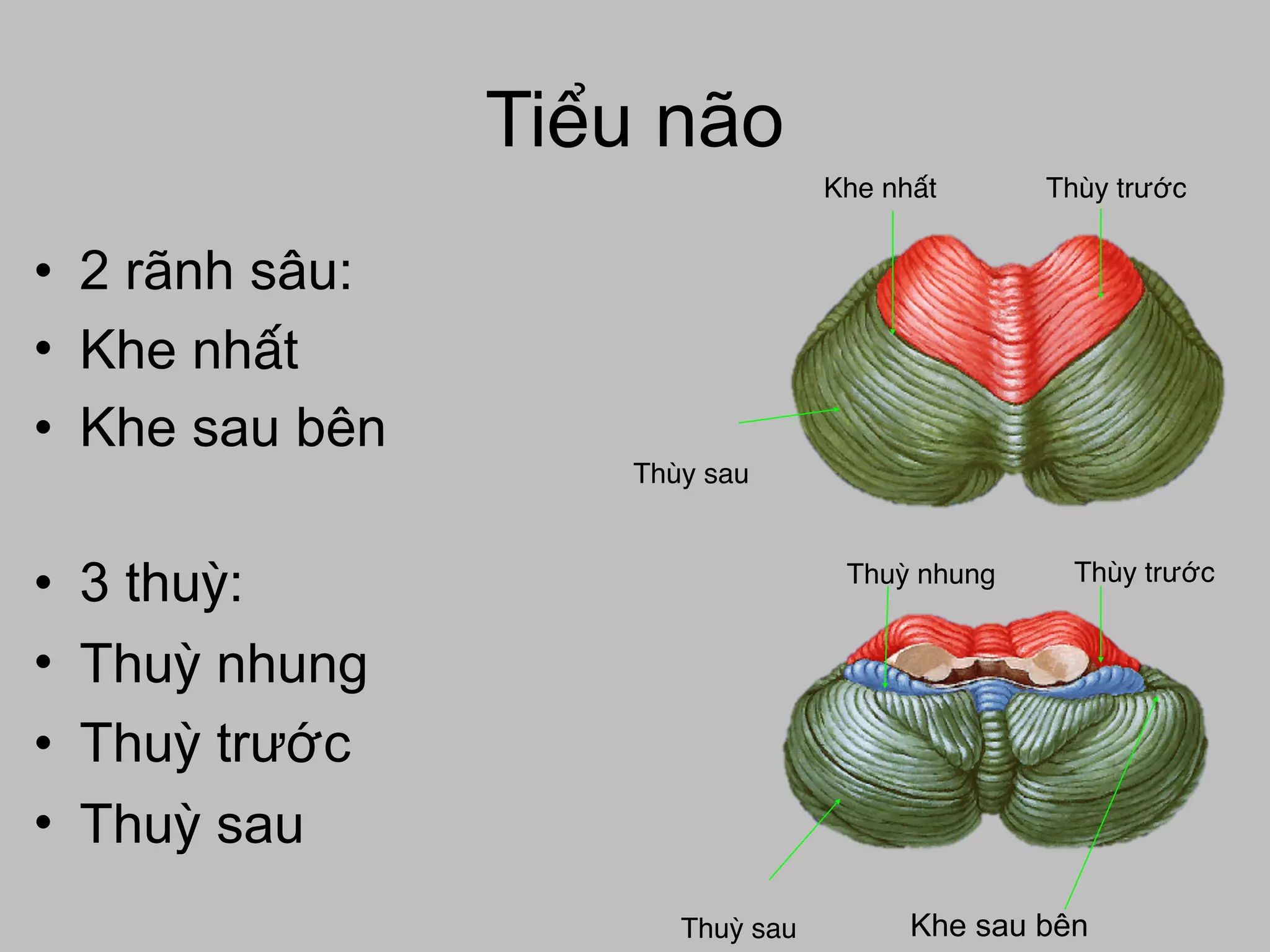 Giải phẫu Hệ Thần Kinh - UMP - VNU | PDF