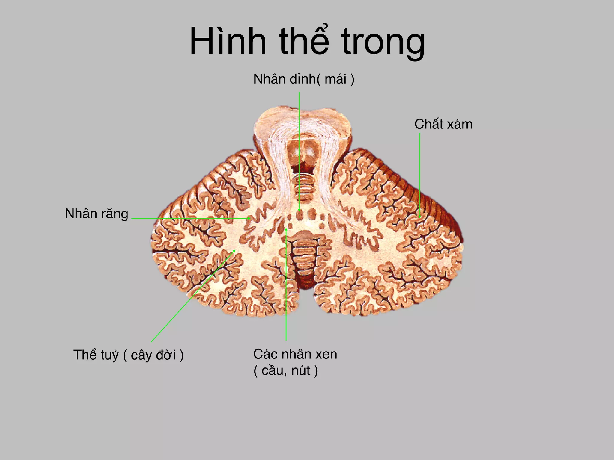 Giải phẫu Hệ Thần Kinh - UMP - VNU | PDF