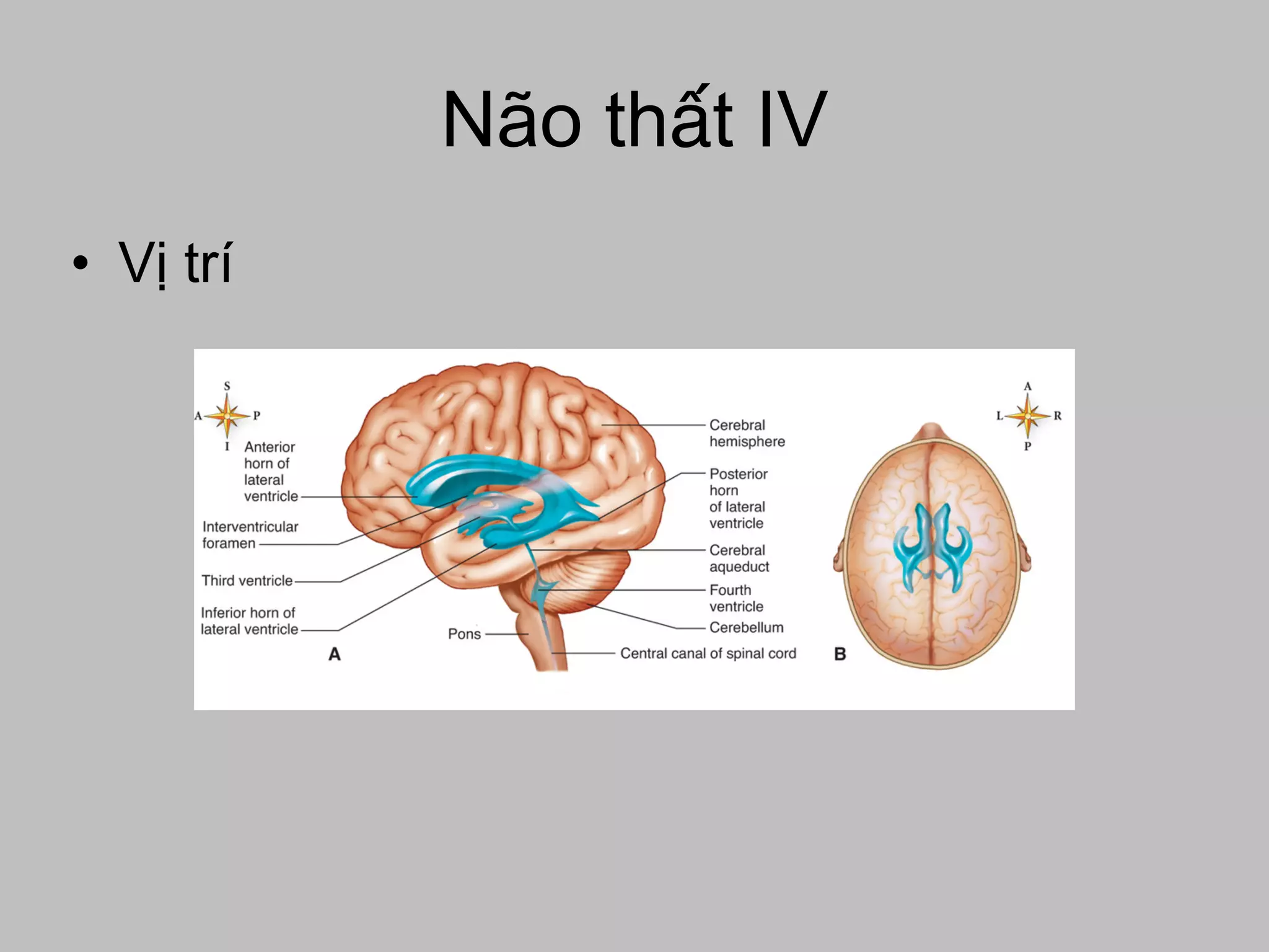 Giải phẫu Hệ Thần Kinh - UMP - VNU | PDF