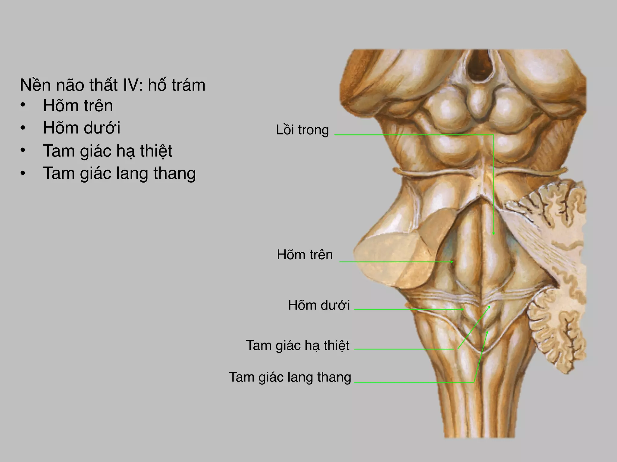 Giải phẫu Hệ Thần Kinh - UMP - VNU | PDF
