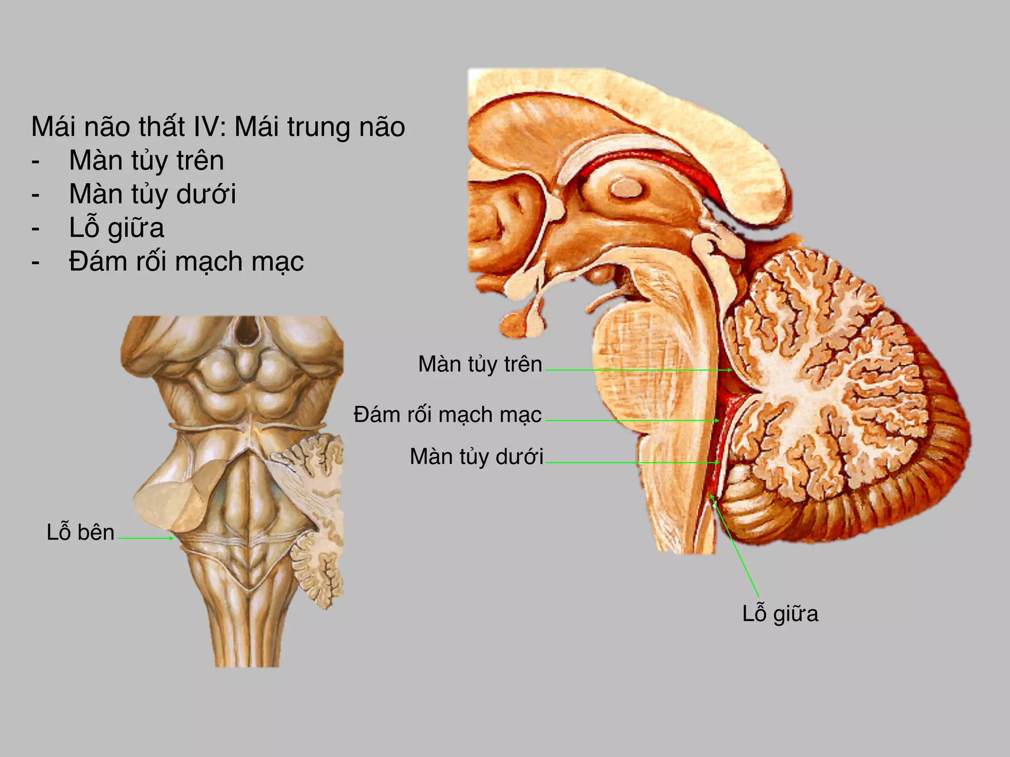 Giải phẫu Hệ Thần Kinh - UMP - VNU | PDF