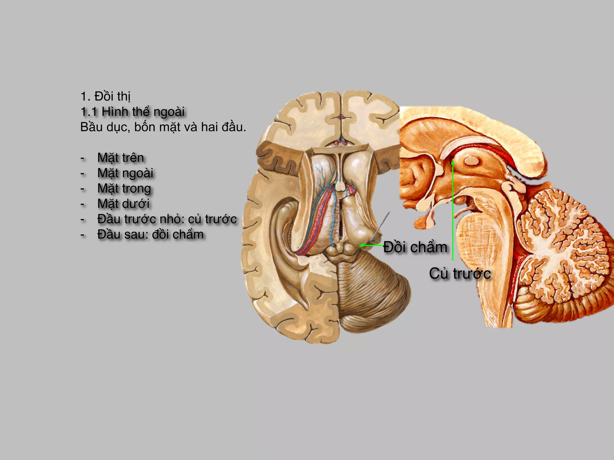 Giải phẫu Hệ Thần Kinh - UMP - VNU | PDF