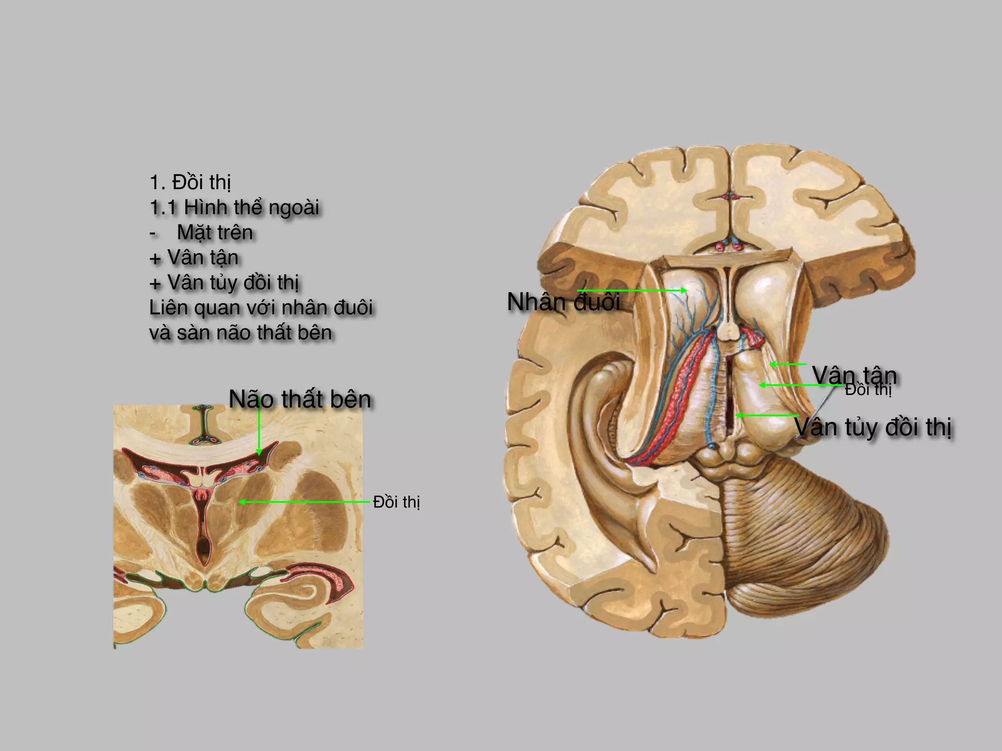 Giải phẫu Hệ Thần Kinh - UMP - VNU | PDF