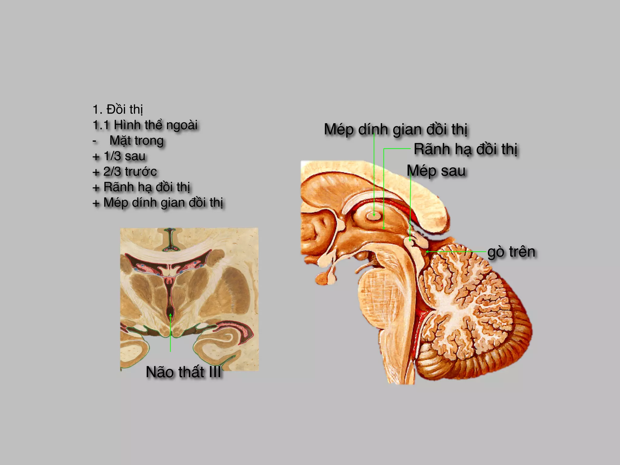 Giải phẫu Hệ Thần Kinh - UMP - VNU | PDF