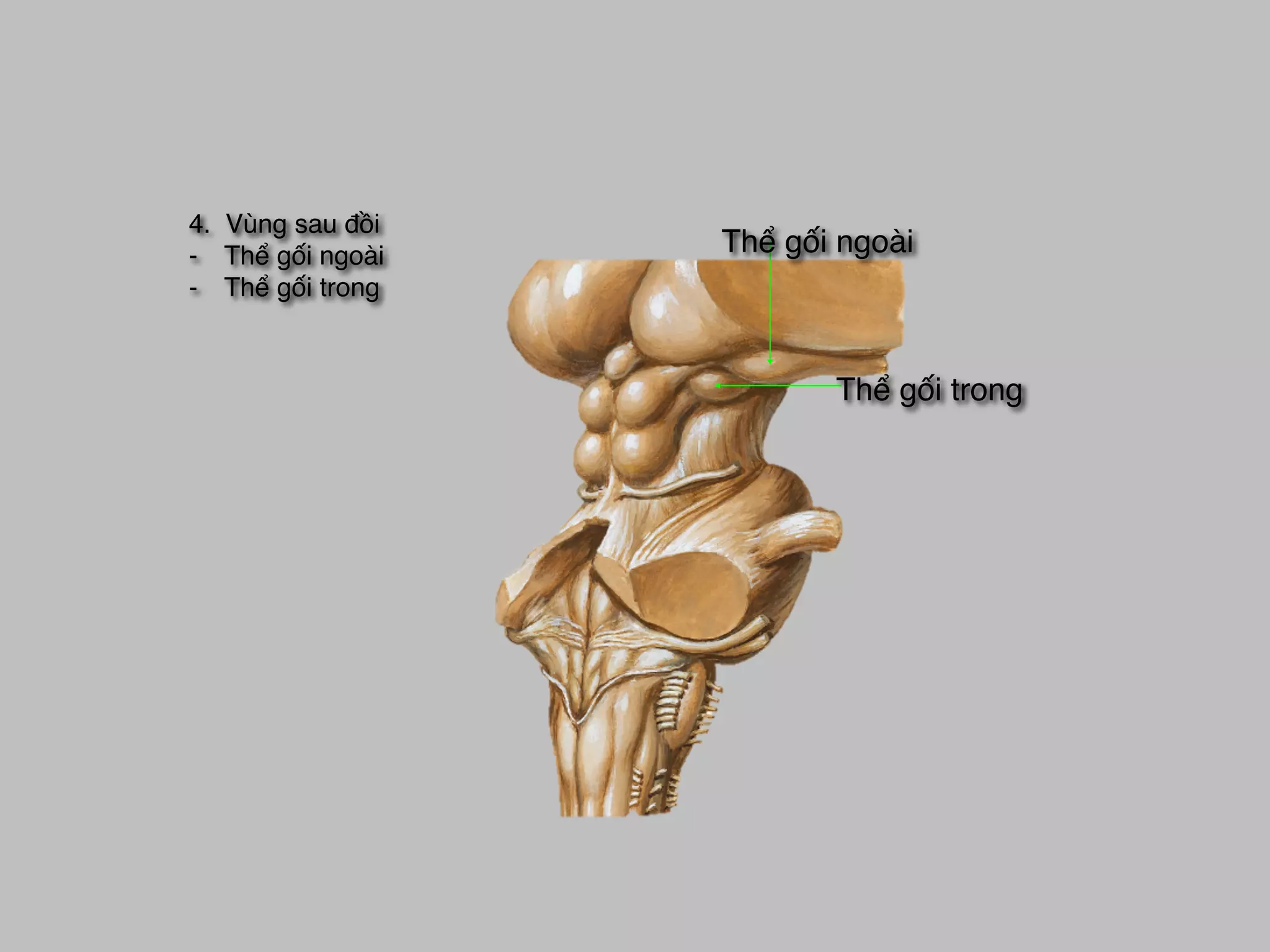 Giải phẫu Hệ Thần Kinh - UMP - VNU | PDF