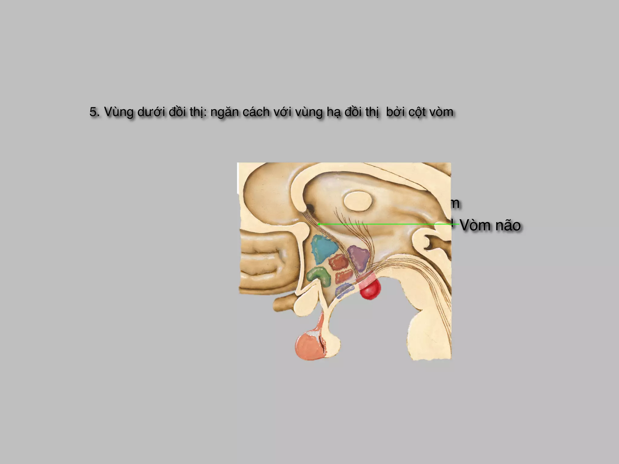 Giải phẫu Hệ Thần Kinh - UMP - VNU | PDF