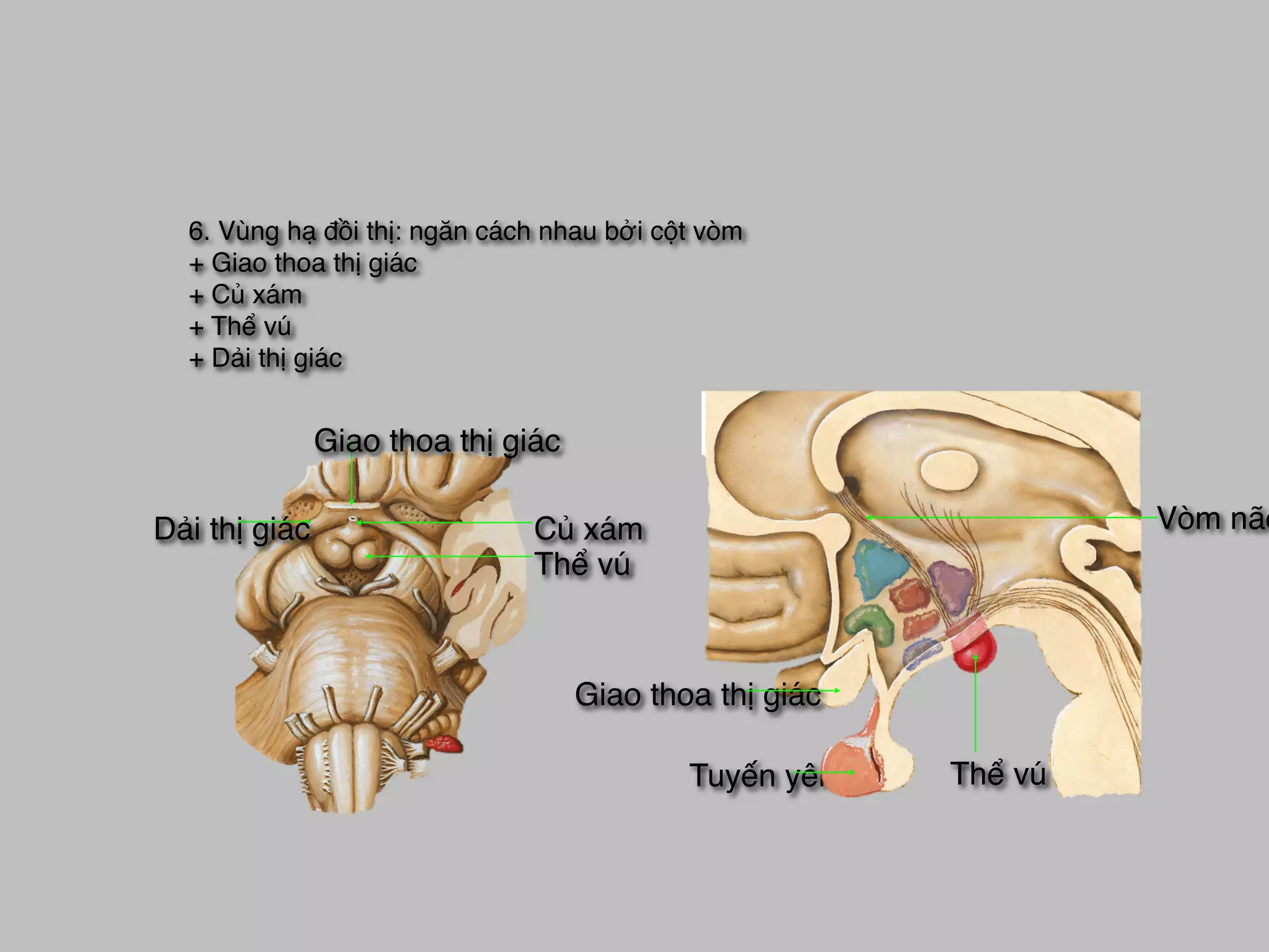 Giải phẫu Hệ Thần Kinh - UMP - VNU | PDF