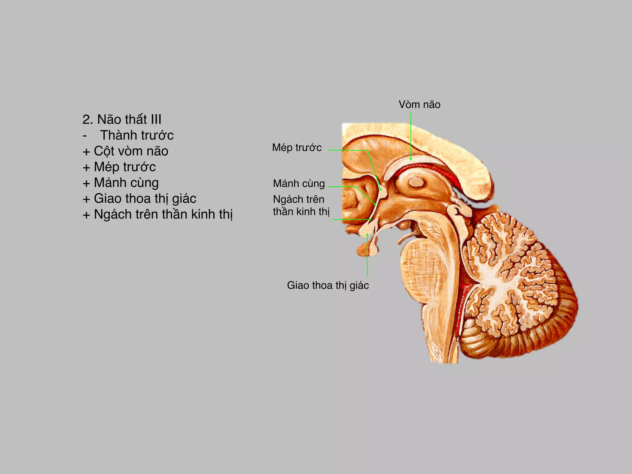 Giải phẫu Hệ Thần Kinh - UMP - VNU | PDF
