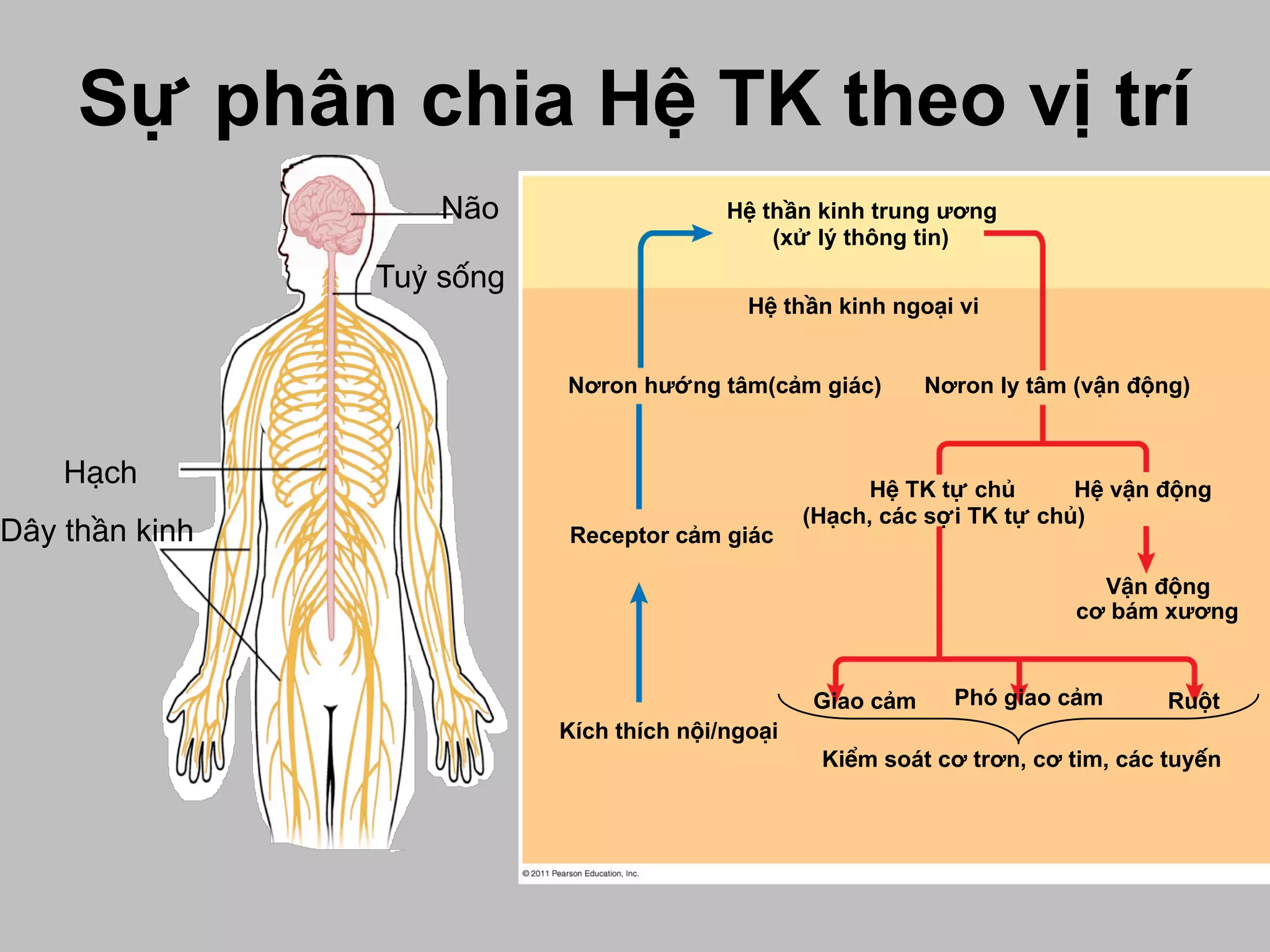 Giải phẫu Hệ Thần Kinh - UMP - VNU | PDF