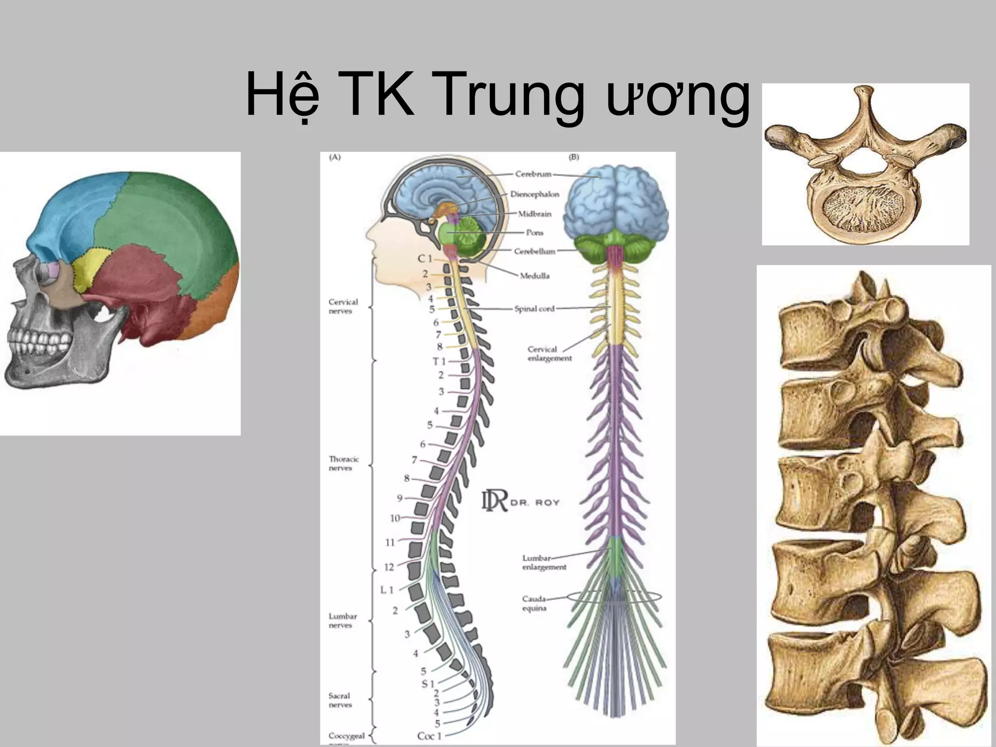 Giải phẫu Hệ Thần Kinh - UMP - VNU | PDF