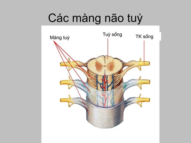 Giải phẫu Hệ Thần Kinh - UMP - VNU | PDF