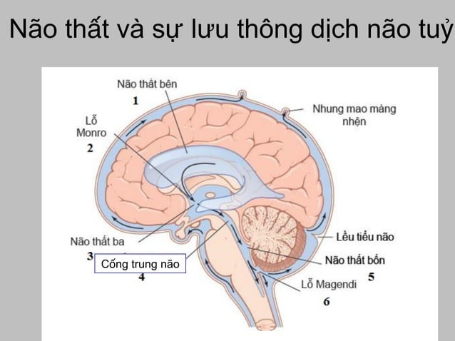 Giải phẫu Hệ Thần Kinh - UMP - VNU | PDF