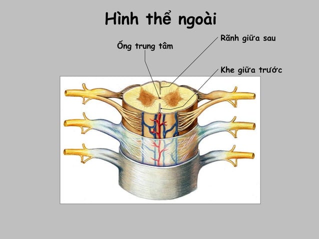 Giải phẫu Hệ Thần Kinh - UMP - VNU | PDF
