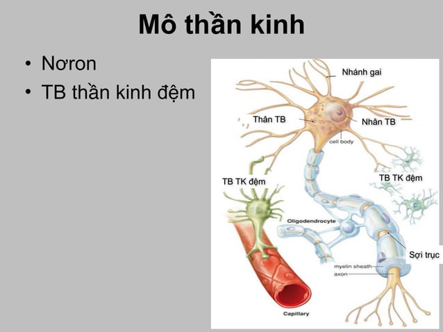 Giải phẫu Hệ Thần Kinh - UMP - VNU | PDF