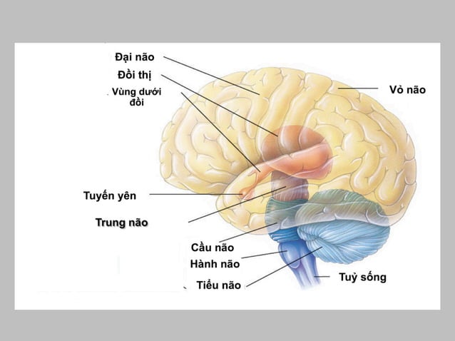 Giải phẫu Hệ Thần Kinh - UMP - VNU | PDF