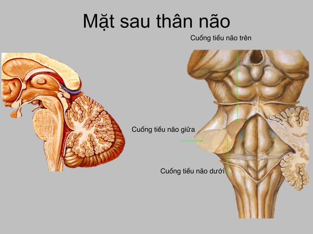 Giải phẫu Hệ Thần Kinh - UMP - VNU | PDF