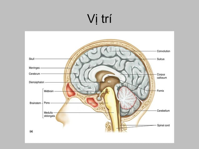 Giải phẫu Hệ Thần Kinh - UMP - VNU | PDF