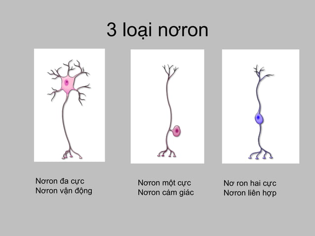 Giải phẫu Hệ Thần Kinh - UMP - VNU | PDF