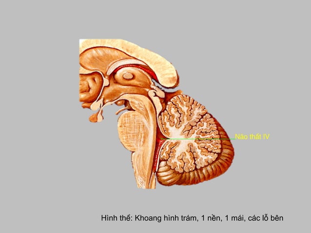 Giải phẫu Hệ Thần Kinh - UMP - VNU | PDF