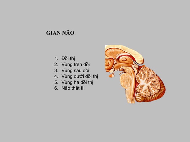 Giải phẫu Hệ Thần Kinh - UMP - VNU | PDF