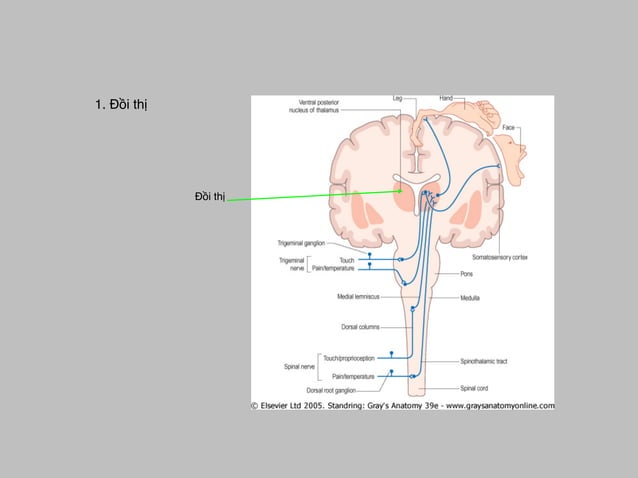 Giải phẫu Hệ Thần Kinh - UMP - VNU | PDF