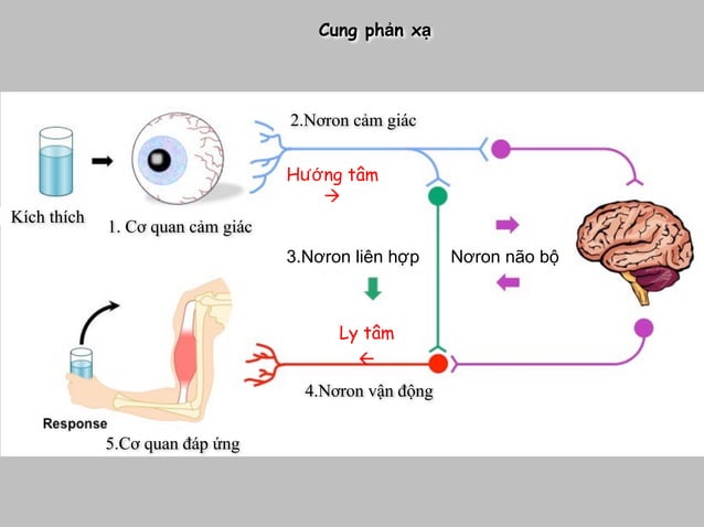 Giải phẫu Hệ Thần Kinh - UMP - VNU | PDF