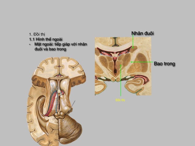 Giải phẫu Hệ Thần Kinh - UMP - VNU | PDF