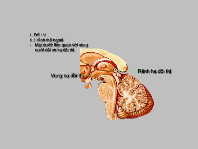 Giải phẫu Hệ Thần Kinh - UMP - VNU | PDF