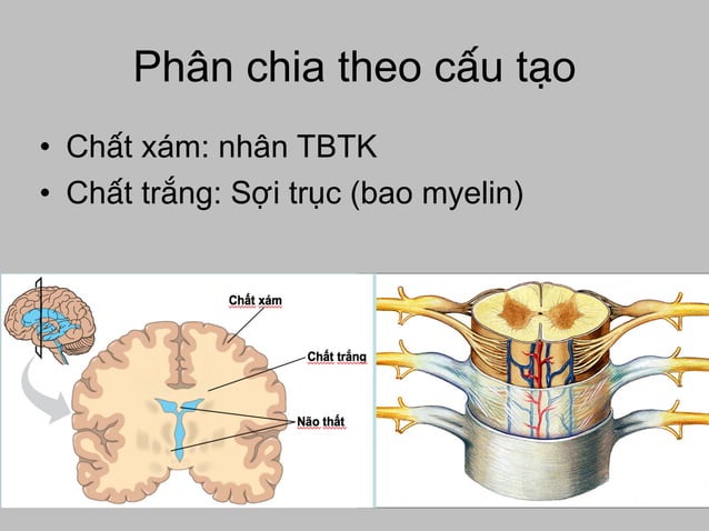Giải phẫu Hệ Thần Kinh - UMP - VNU | PDF
