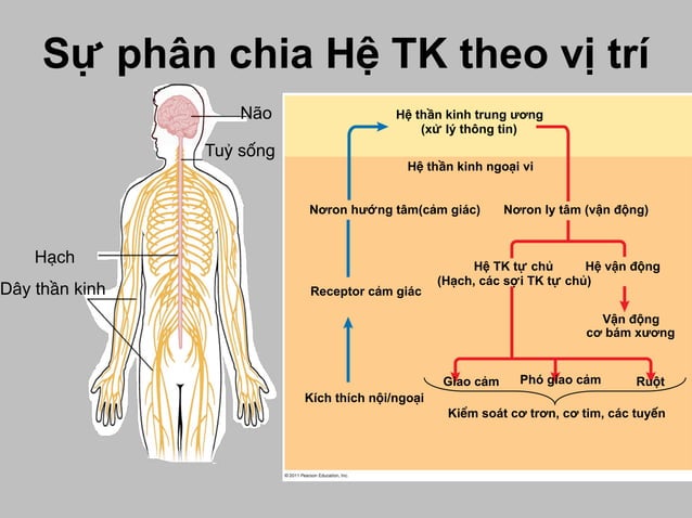 Giải phẫu Hệ Thần Kinh - UMP - VNU | PDF