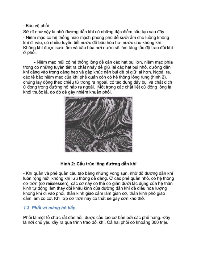 Sinh lí học hô hấp | DOCX
