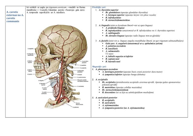 A. carotis externae. KONSPEKTS CILVĒKA ANATOMIJĀ. | DOCX