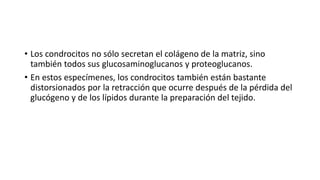 tejido cartilaginoso | PPTX