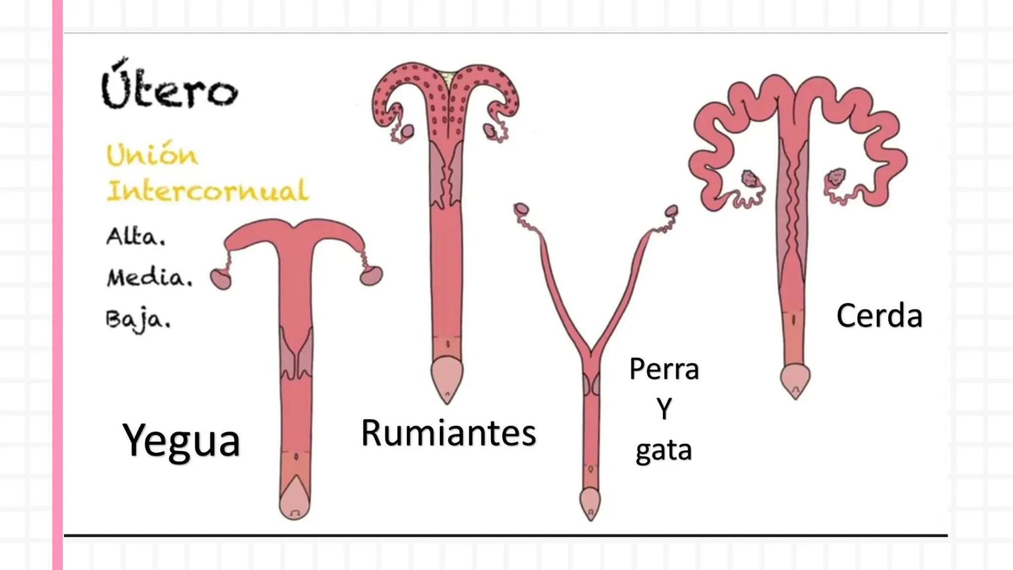 Anatomia, fisiologia e histología reproductor hembra y macho.pptx