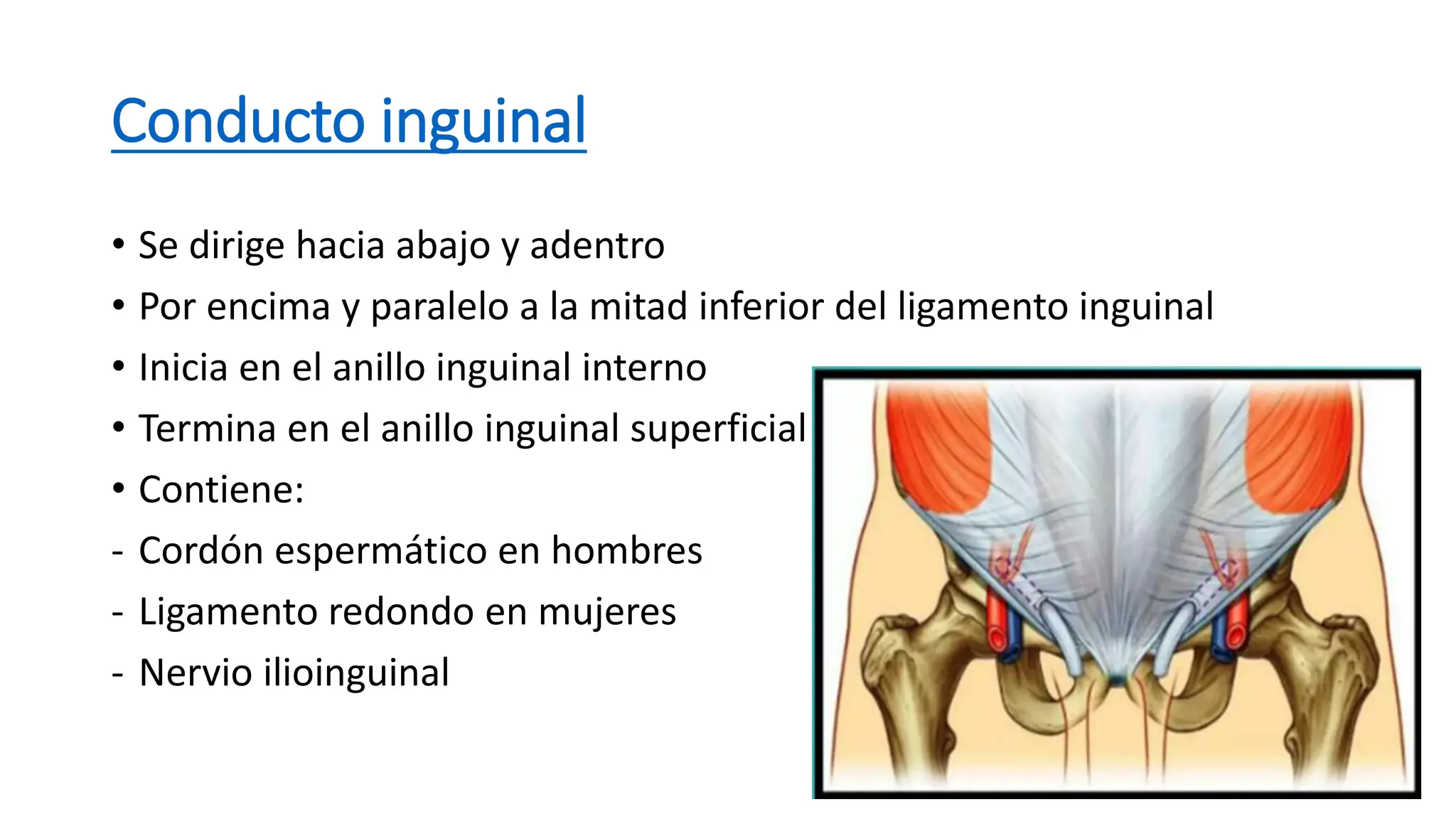 Anatomia de la Region inguinocrural.pptx