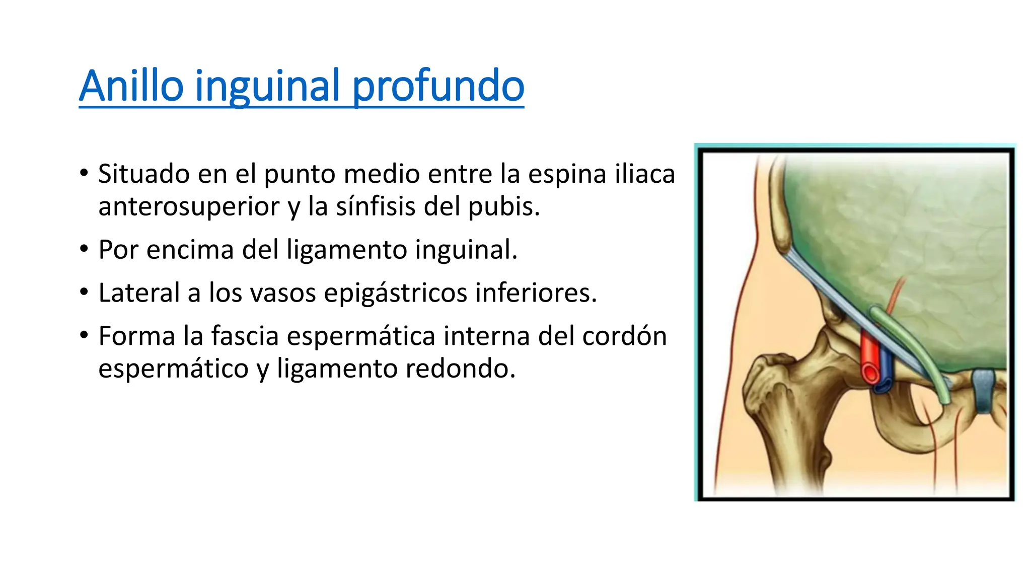 Anatomia de la Region inguinocrural.pptx