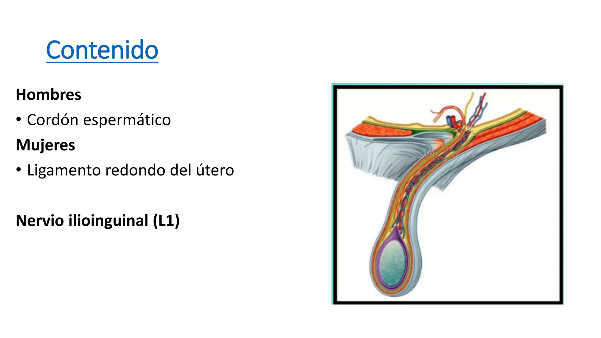 Anatomia de la Region inguinocrural.pptx