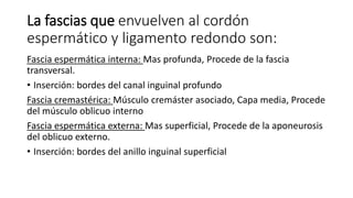 Anatomia de la Region inguinocrural.pptx