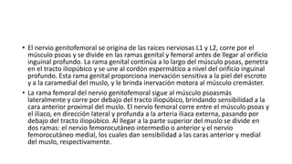 Anatomia de la Region inguinocrural.pptx