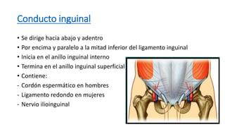 Hernia Inguinal Anatomía Femenina
