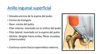 Anatomia de la Region inguinocrural.pptx