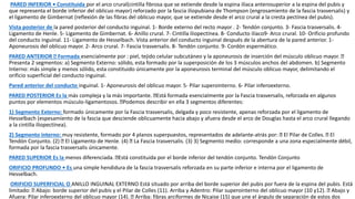 Anatomia de la Region inguinocrural.pptx