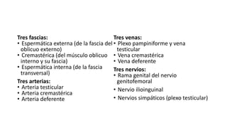 Anatomia de la Region inguinocrural.pptx