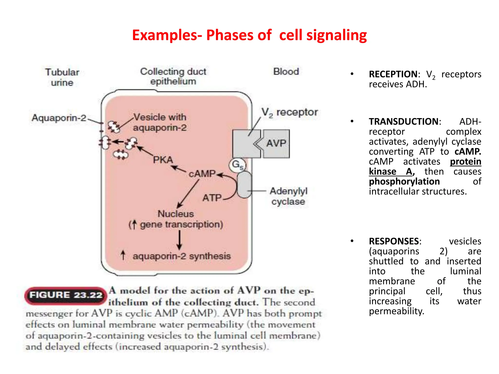 A. Intro to the ENDOCRINE system.pptx MEDICAL studies | PPTX