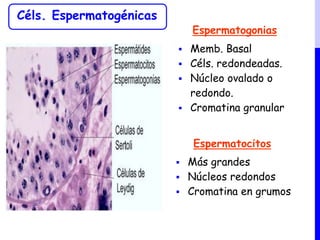 A. REPRODUCTOR MASCULINO............pptx
