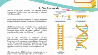 Chemical composition of the body.pptx